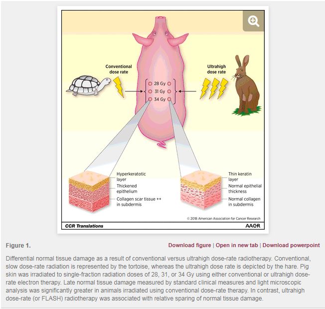 방사선의학 웹진